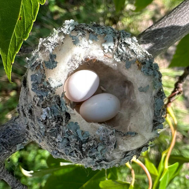 Hummingbird eggs are even tinier than you think