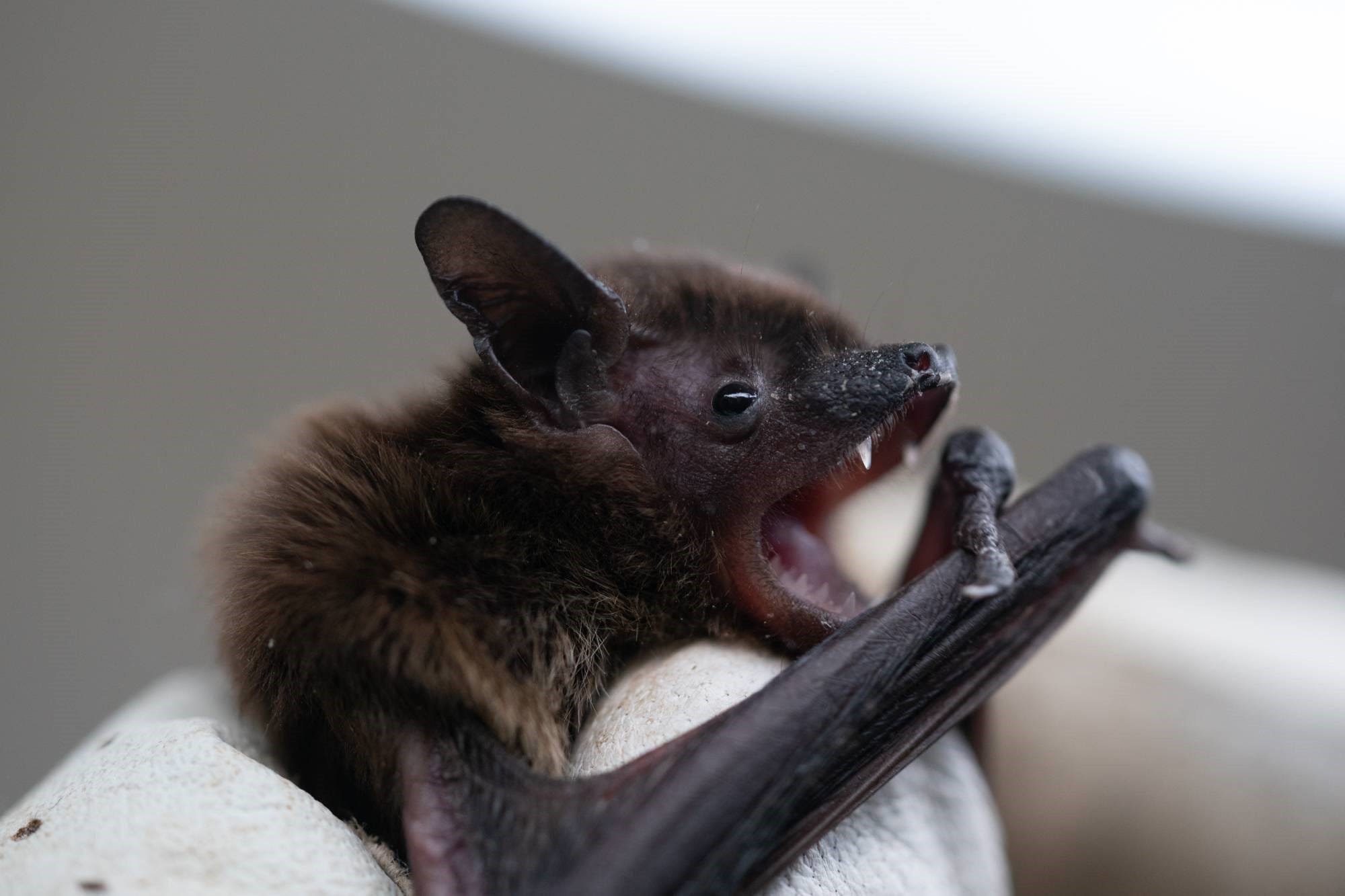 Rare evening bat found in Wellington could signal major discovery