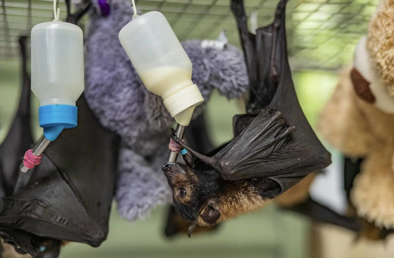 One-of-a-kind hospital saves hundreds of lives a year caring for most ...