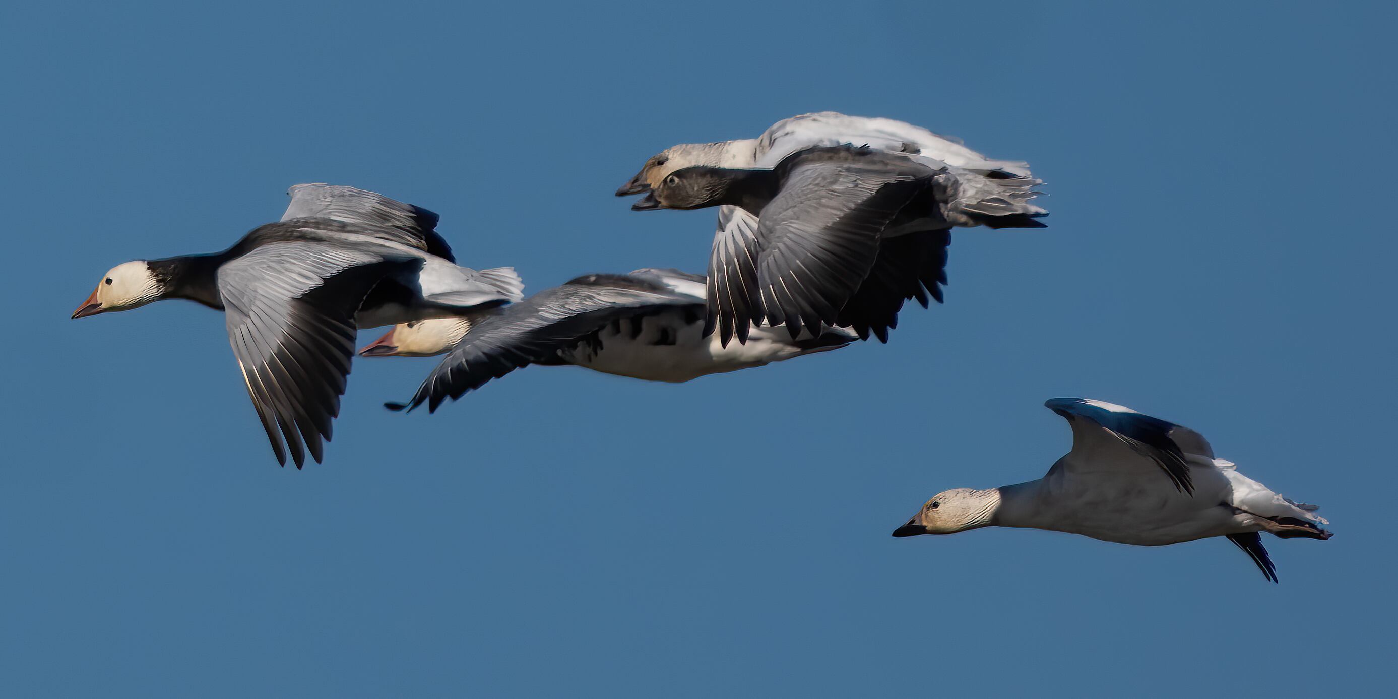 One of North America’s great bird migrations takes place in south Louisiana