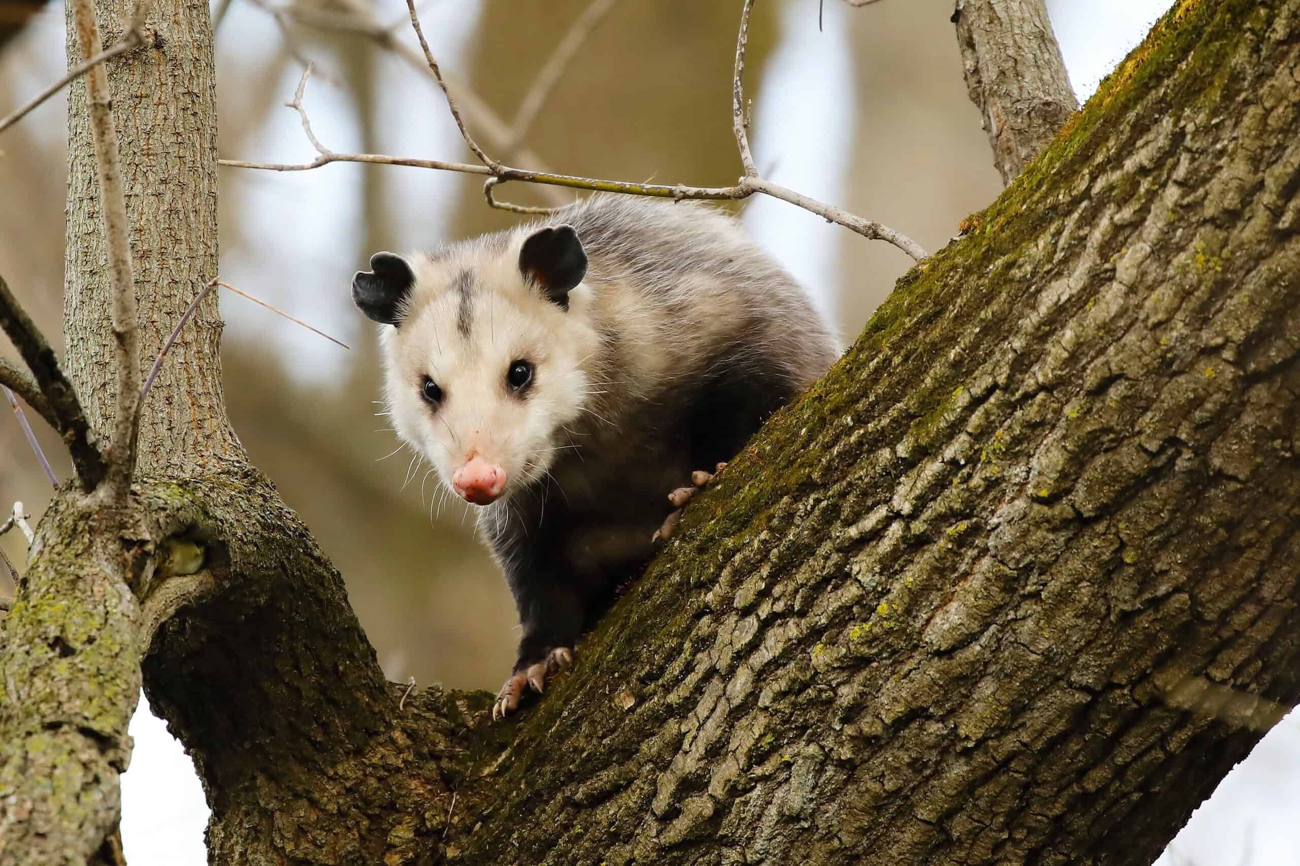 Natural immunity: Even rattlesnake venom won’t kill these animals