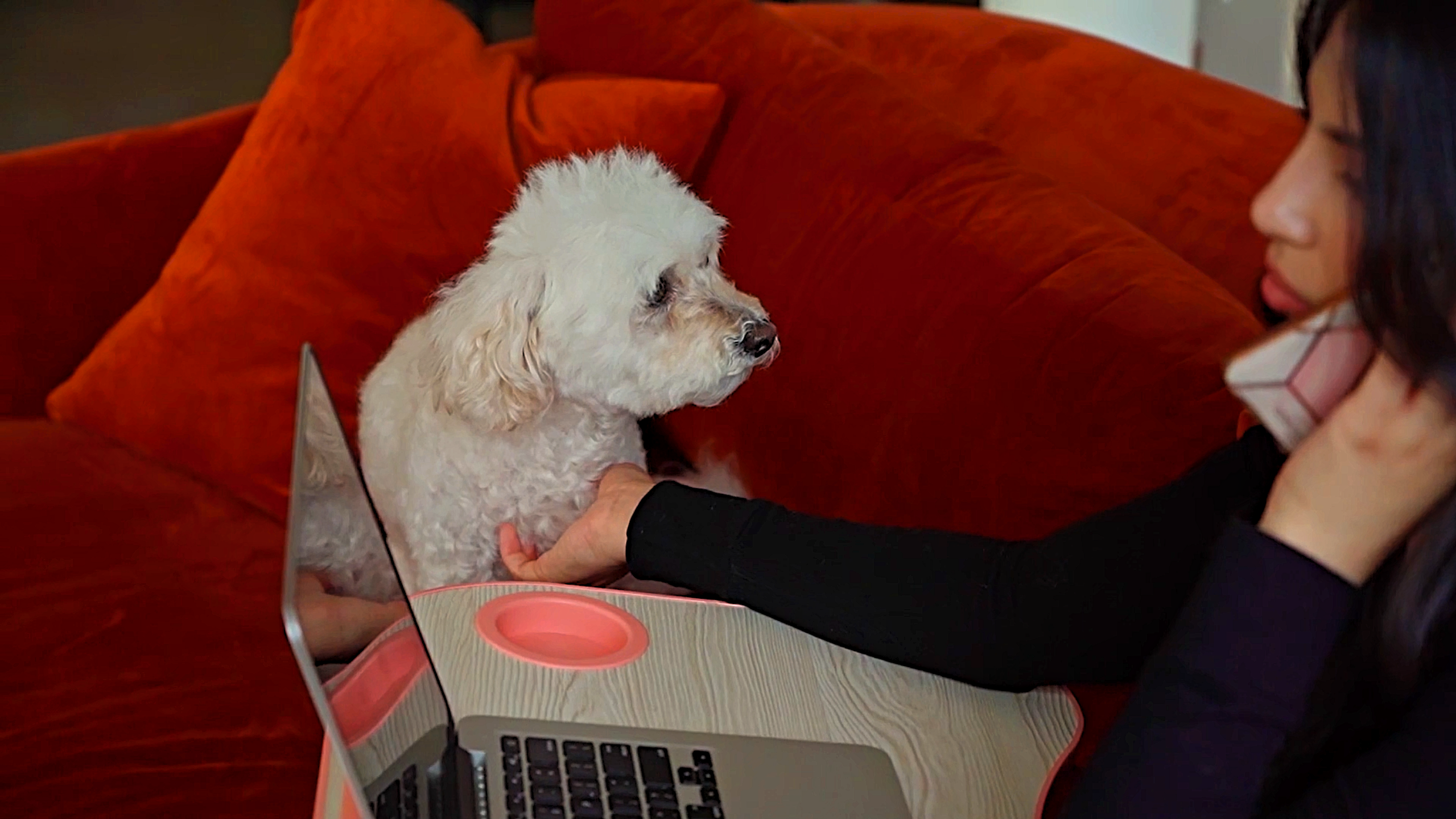 This is how a dog reacts when his owner gets a phone call