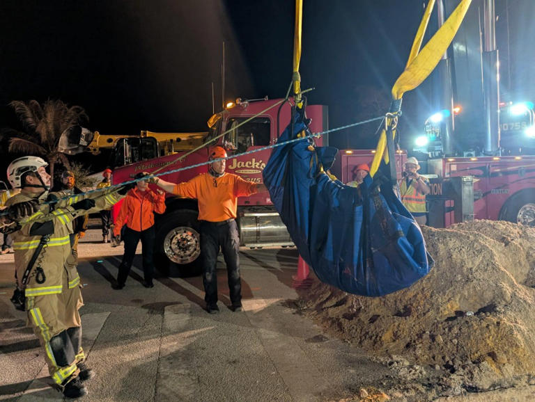 410-pound manatee retrieved from Florida storm drain now recovering at ...