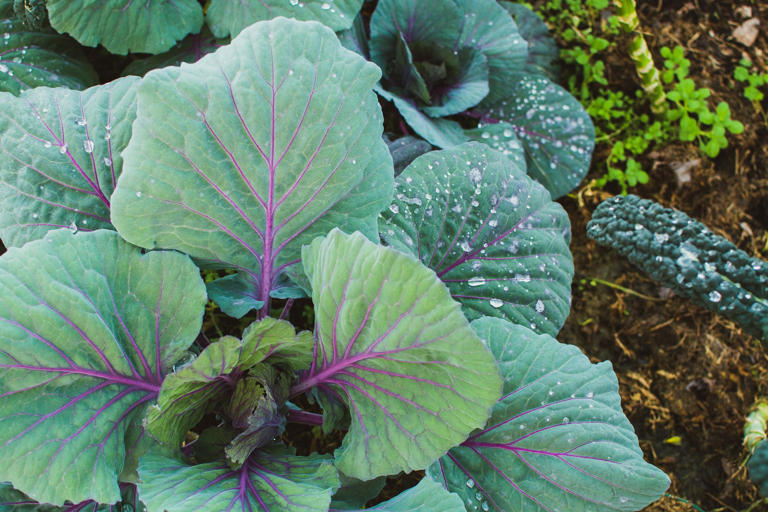 10 best vegetables to plant in winter, according to gardening experts