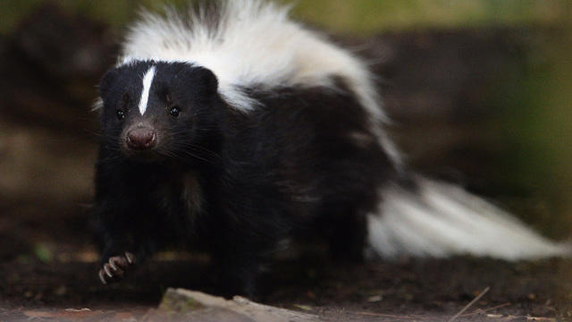 Rabid skunk reported in Abbeville County; three dogs exposed
