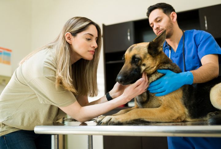 Insider tips for responsible dog care at the vet