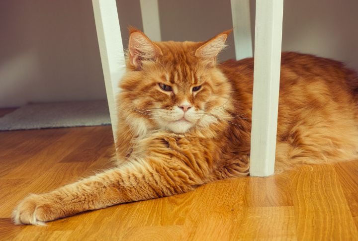 15 signs your cat might be depressed