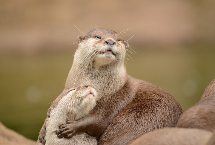 15 reasons why otters are the most delightful creatures