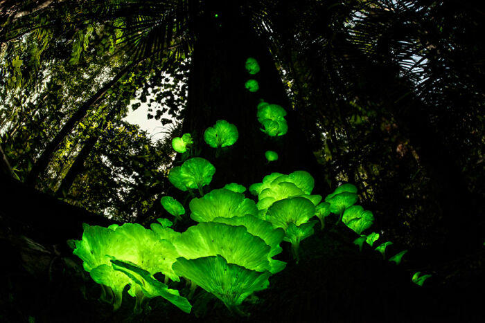 15 of the most impressive shots from the Wildlife Photographer of the ...