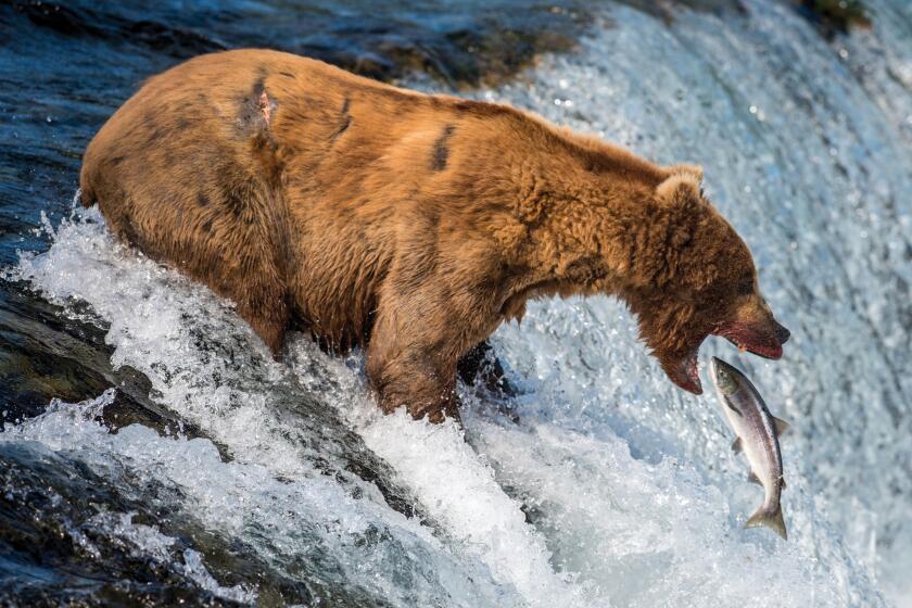 Contributor: Is there a duty to save wild animals from natural suffering?