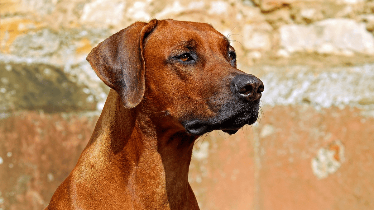Your dog could be a messenger: 9 signs from your guardian angel
