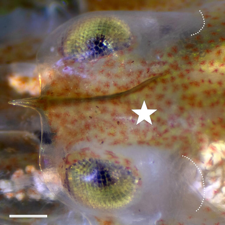 How a tiny shrimp could hold the clue to better armor