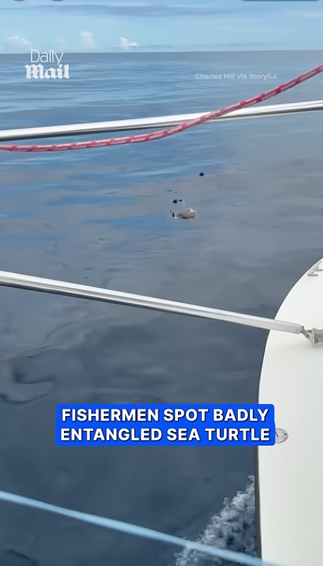 Fishermen rescue turtle entangled in ropes after weeks at sea