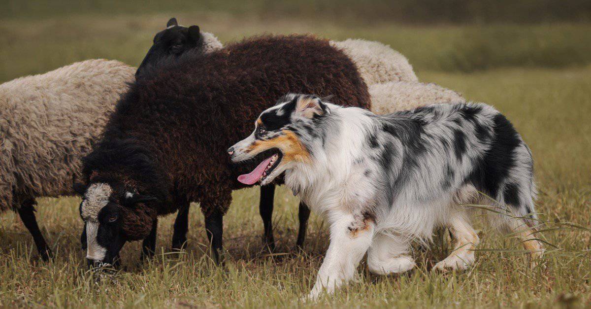 Could an Australian shepherd be the perfect dog for your family?