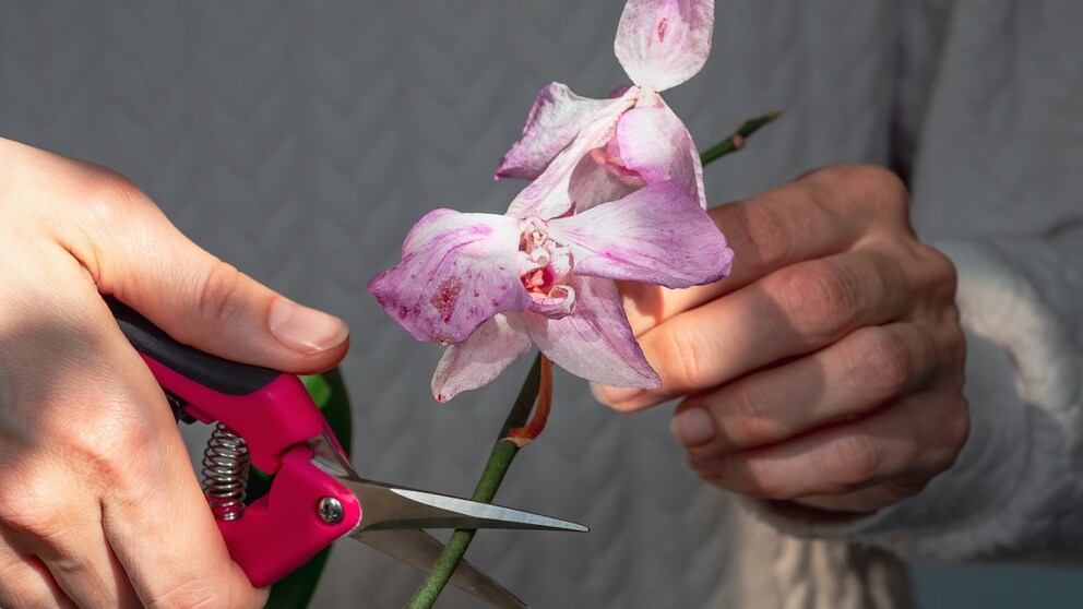 Orchid faded? Here’s what to do now