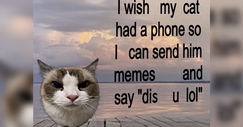Funniest cat memes for feline fanatics
