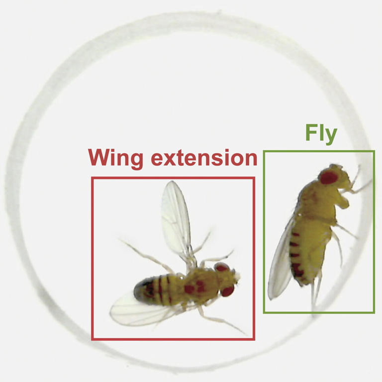 AI and brain control: New system identifies animal behavior and ...