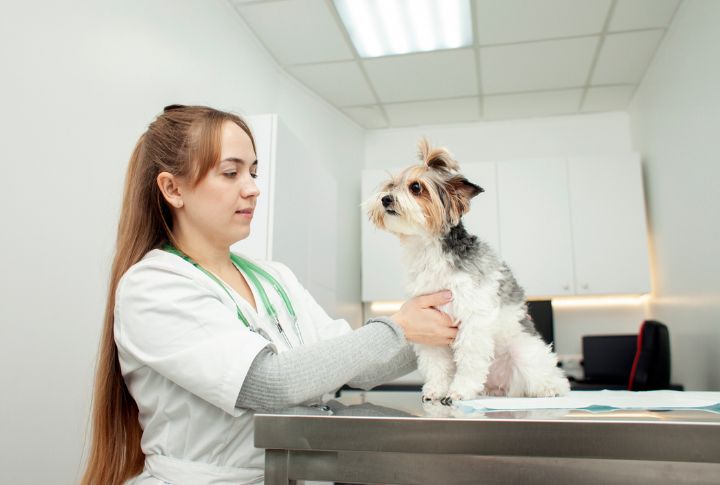 Insider tips for responsible dog care at the vet