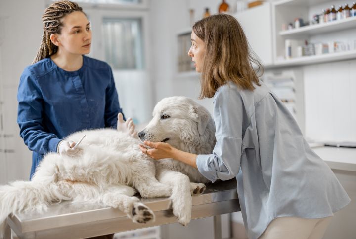 Insider tips for responsible dog care at the vet