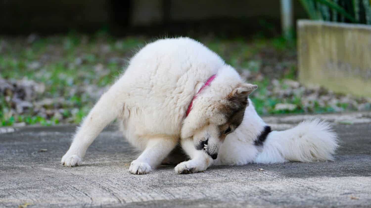 How to get rid of fleas without harsh chemicals