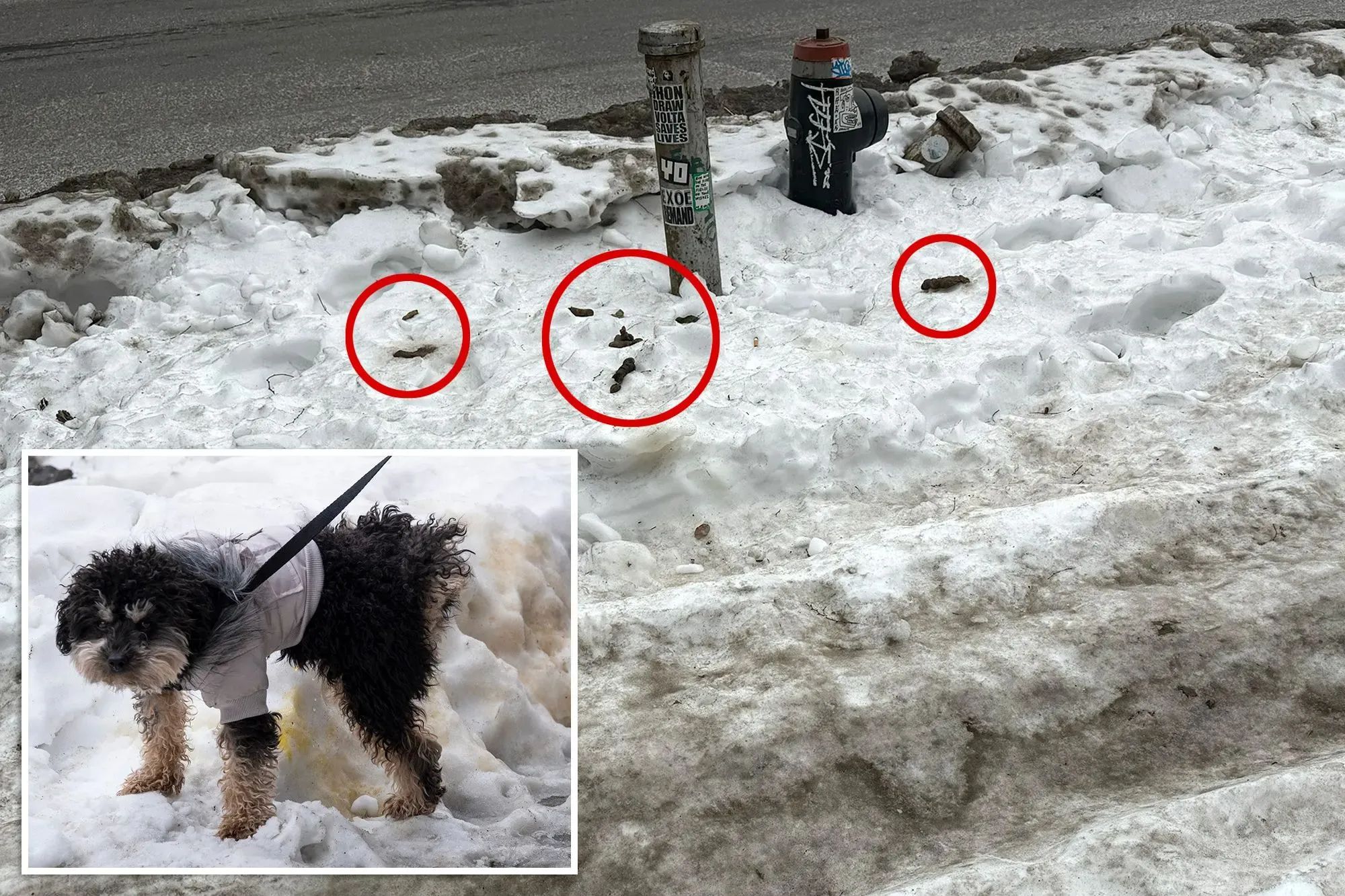 New Yorkers forced to dodge mine fields of unscooped dog poop littering ...