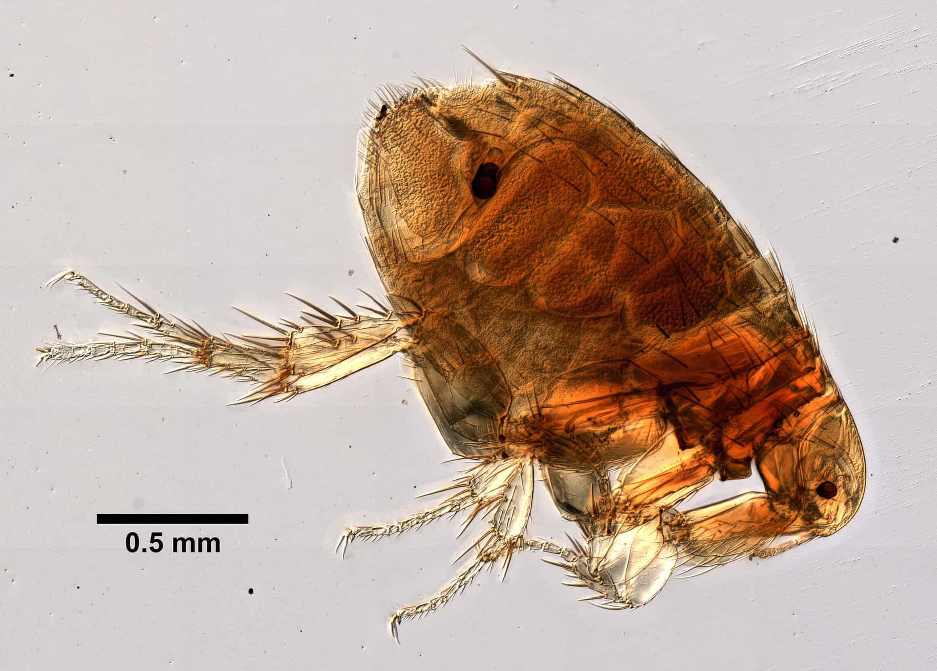 How to get rid of fleas without harsh chemicals