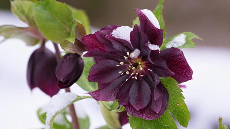 12 beautiful purple deer resistant flowers to add to your garden