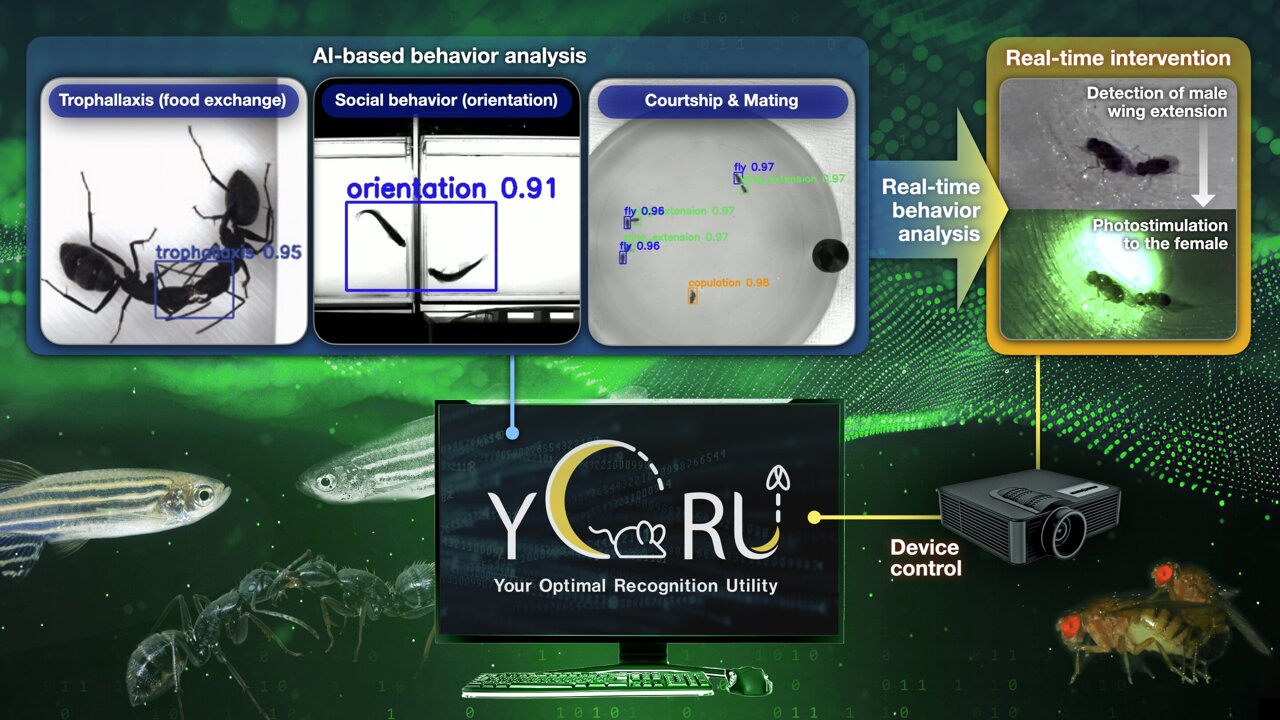 AI and brain control: New system identifies animal behavior and ...