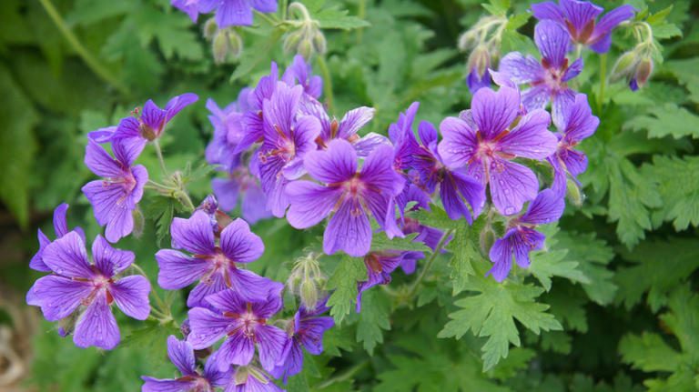 12 beautiful purple deer resistant flowers to add to your garden