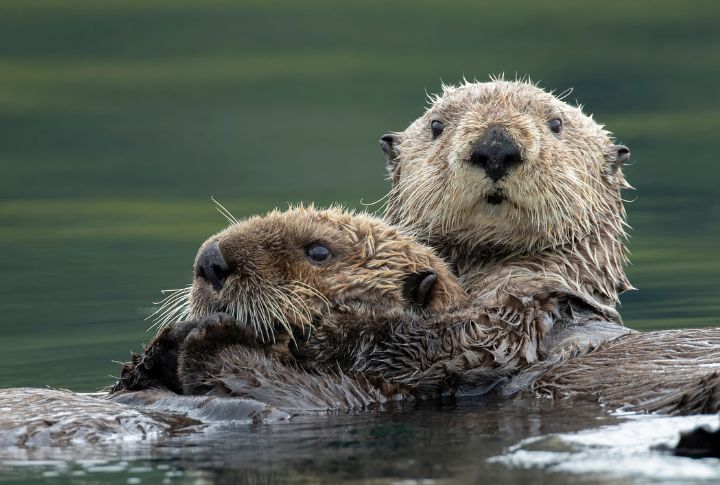 15 reasons why otters are the most delightful creatures