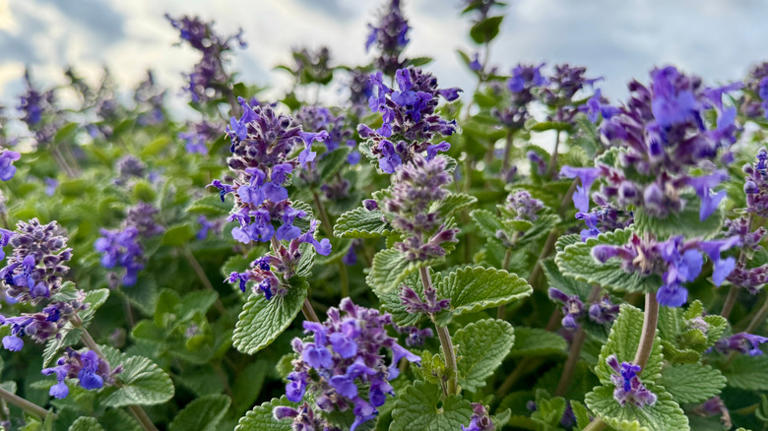 12 beautiful purple deer resistant flowers to add to your garden
