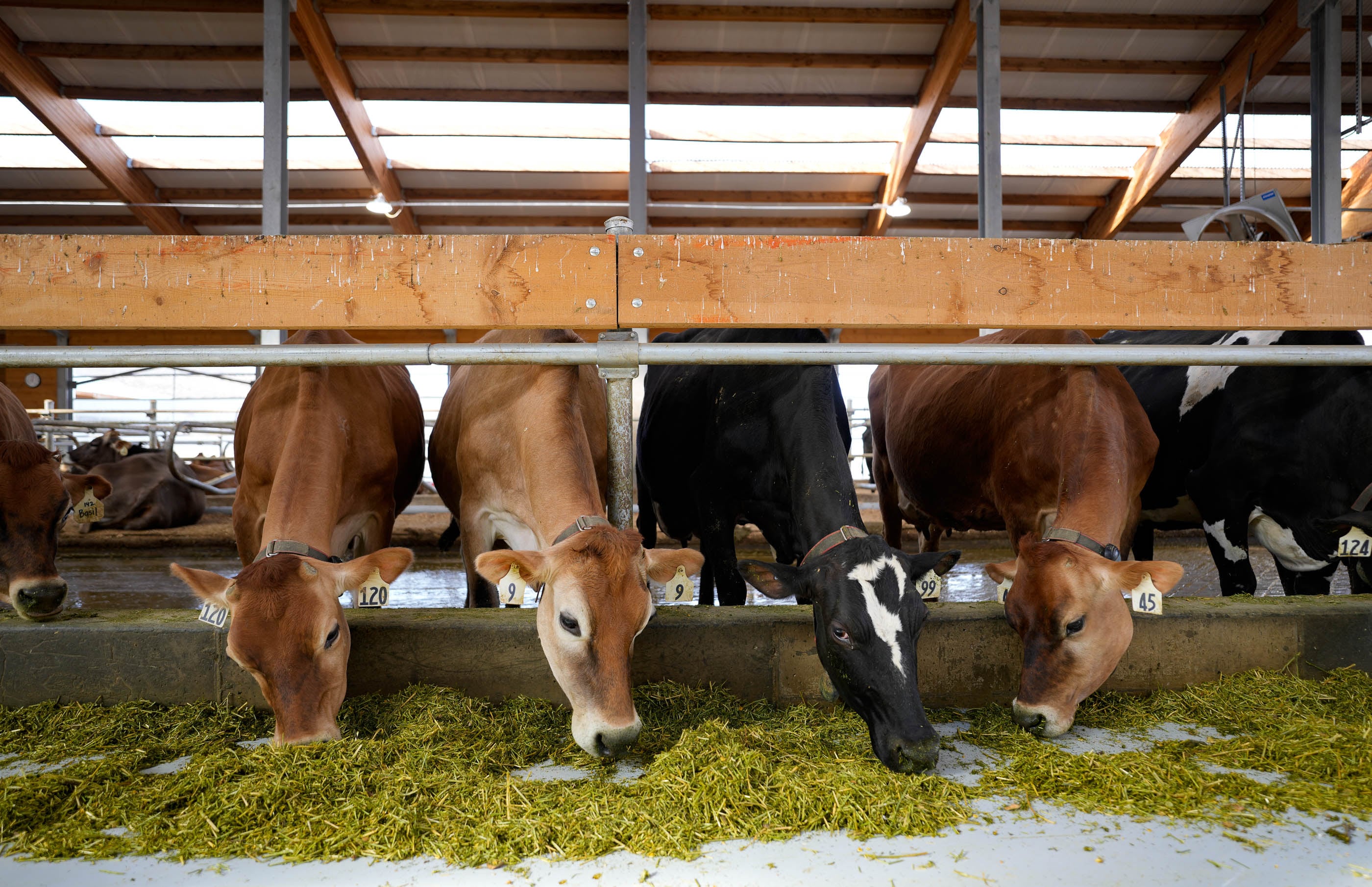 Ballerina Farm’s Hannah Neeleman explains the dairy’s decision to stop ...