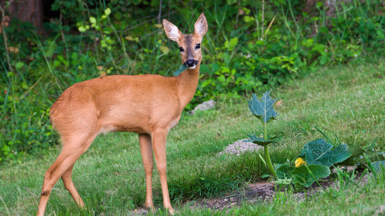 12 beautiful purple deer resistant flowers to add to your garden