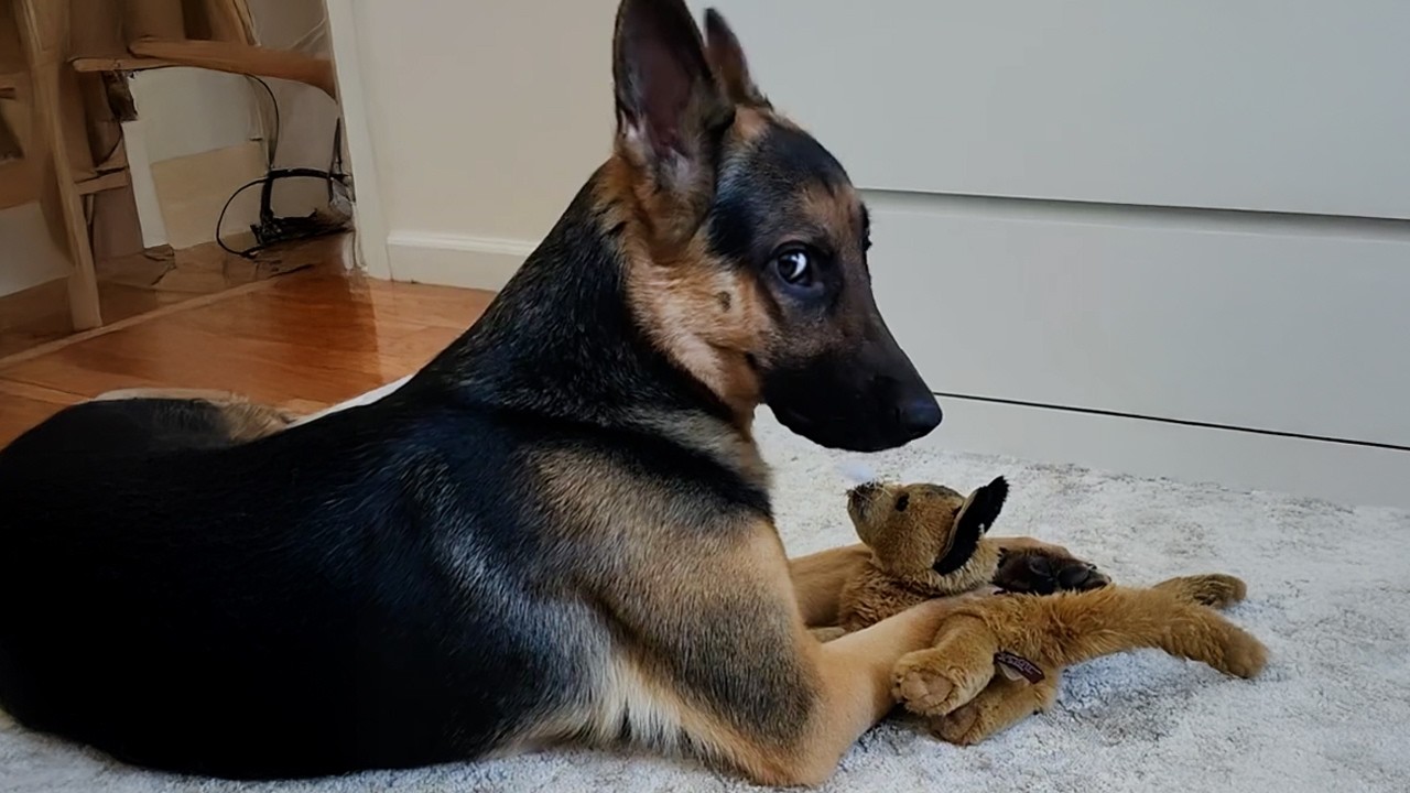 I cannot stop laughing at these silly German shepherds