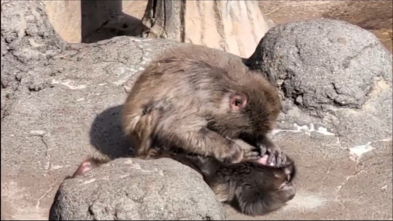 Baby monkey Panchi bonds with troop at Ichikawa City Zoo in Chiba, Japan