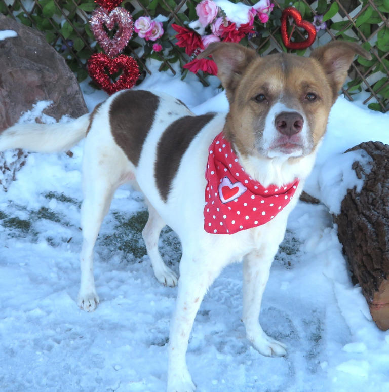 Looking to add a pet to your family? Many are available at shelters