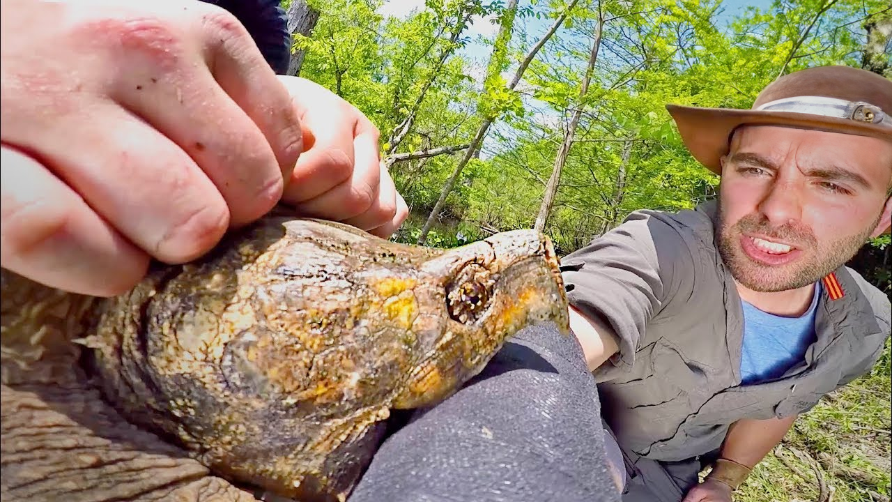 The mysterious bite that captivated scientists
