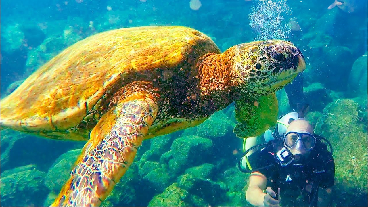 Swimming with wild sea turtles