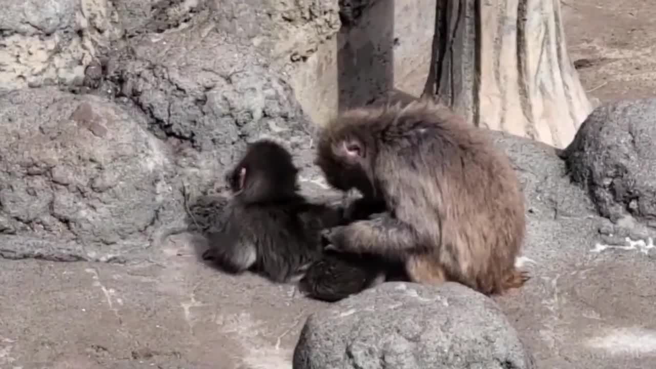 Baby monkey Panchi bonds with troop at Ichikawa City Zoo in Chiba, Japan