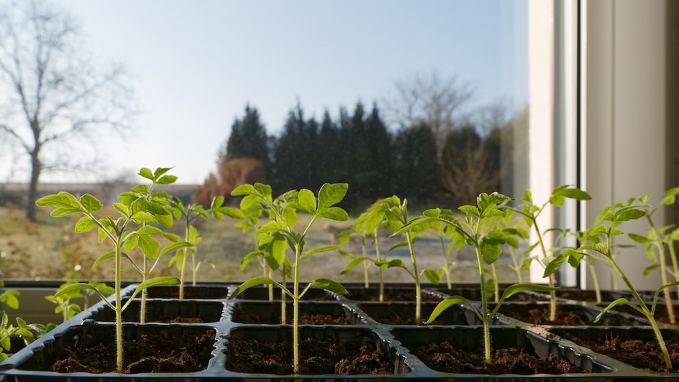 The right time to start growing tomatoes indoors