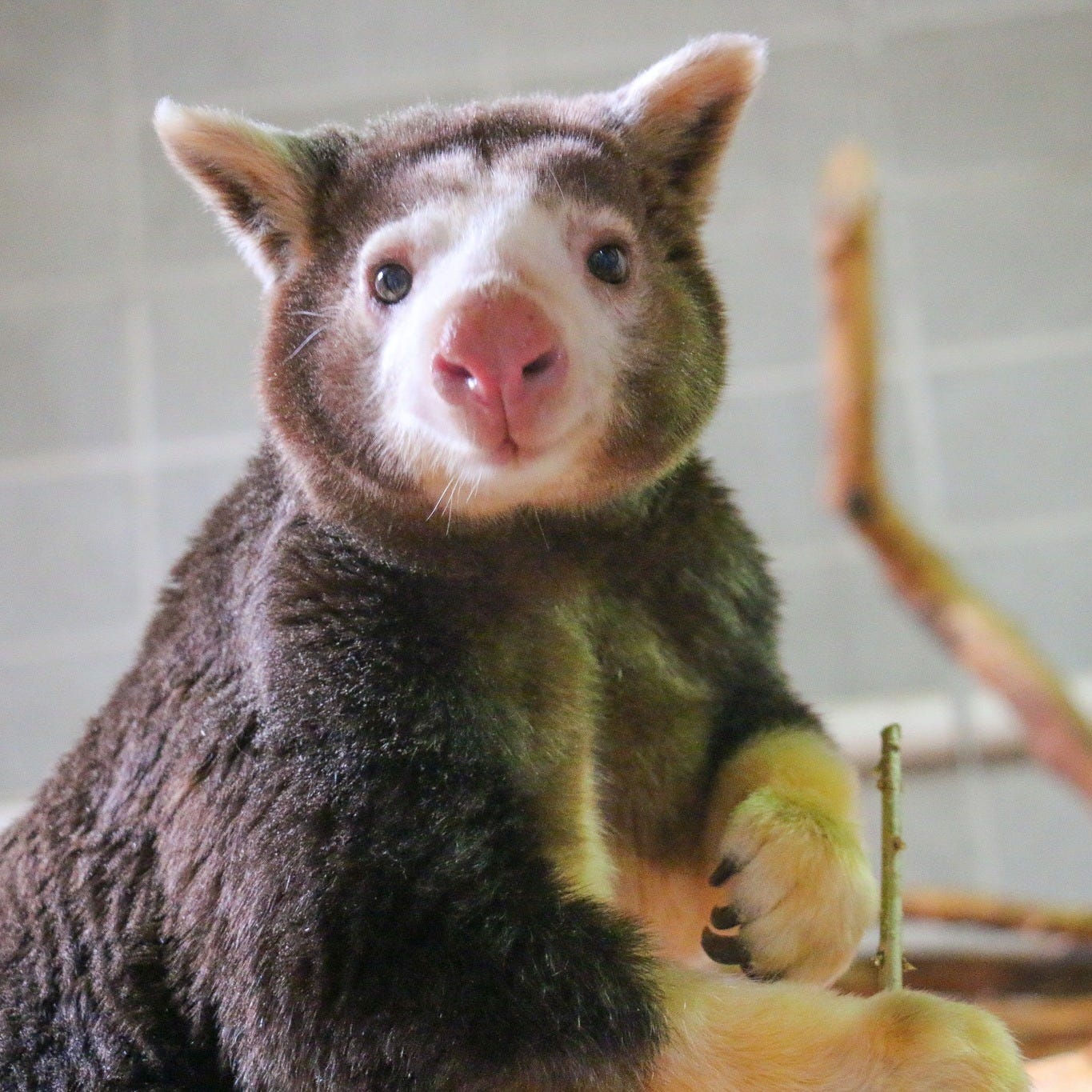 Roger Williams Park Zoo announces death of beloved tree kangaroo