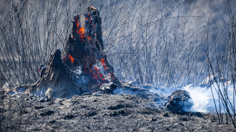 The tree stump removal trick that may be doing more harm than good