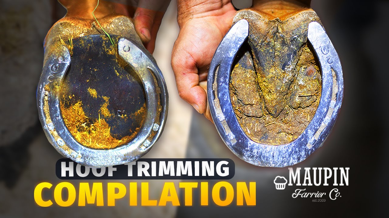 Pure hoof trimming bliss: The most satisfying ASMR experience