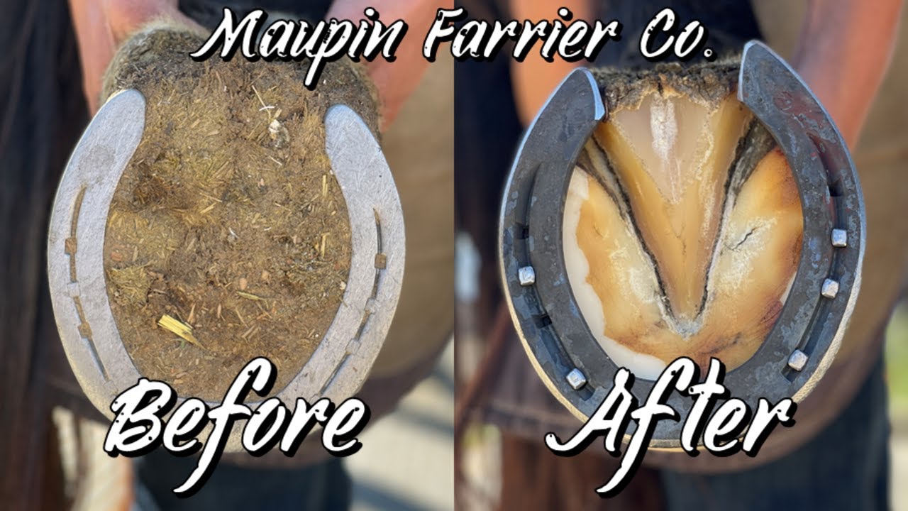 The art of hoof restoration: Farrier ASMR that'll calm your soul