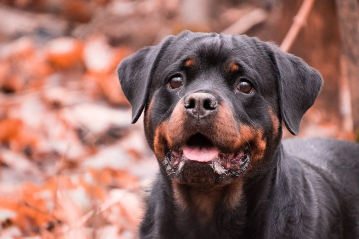 Dogs that fit an adults-only home
