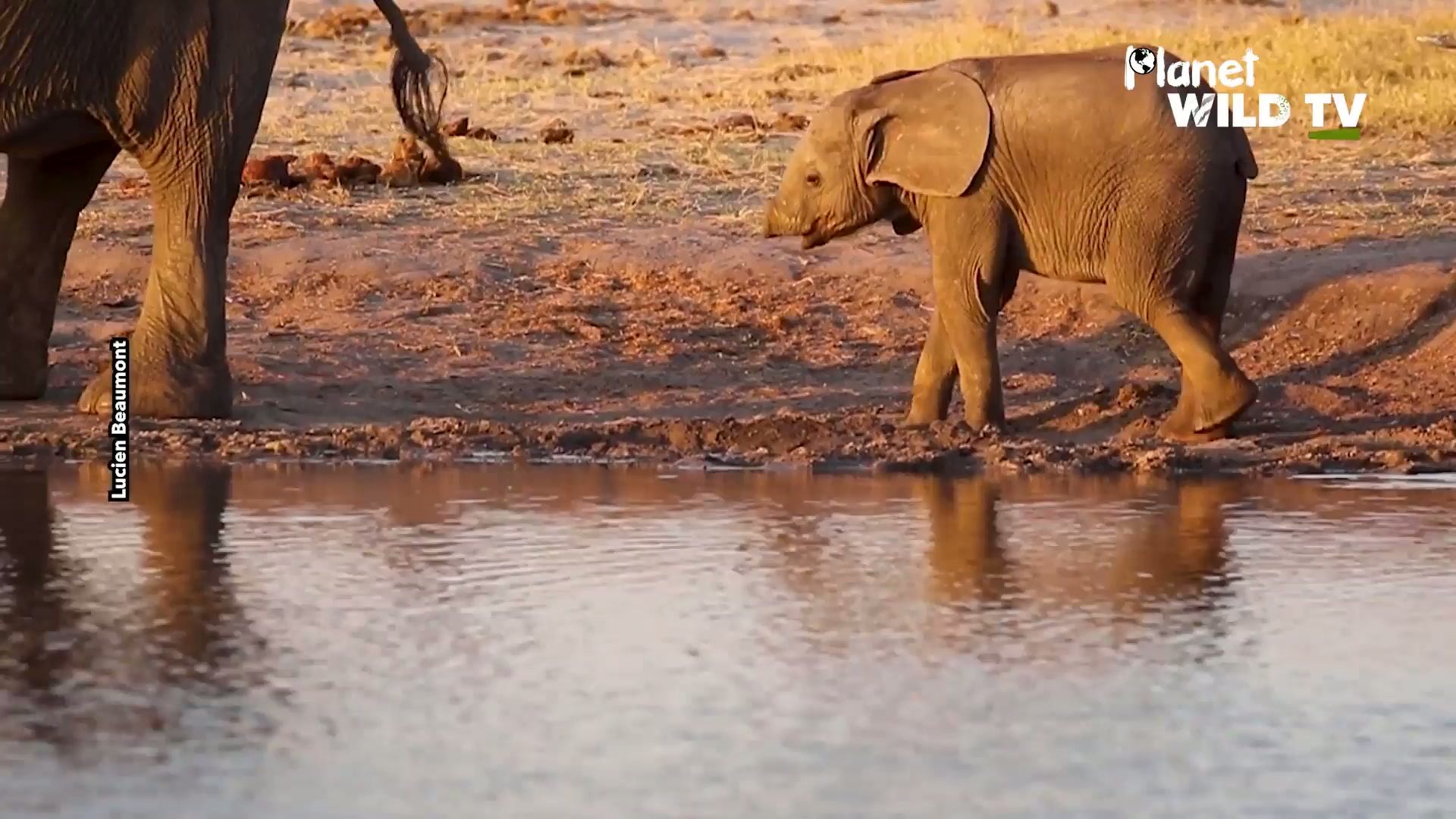 How a baby elephant lives life without a trunk