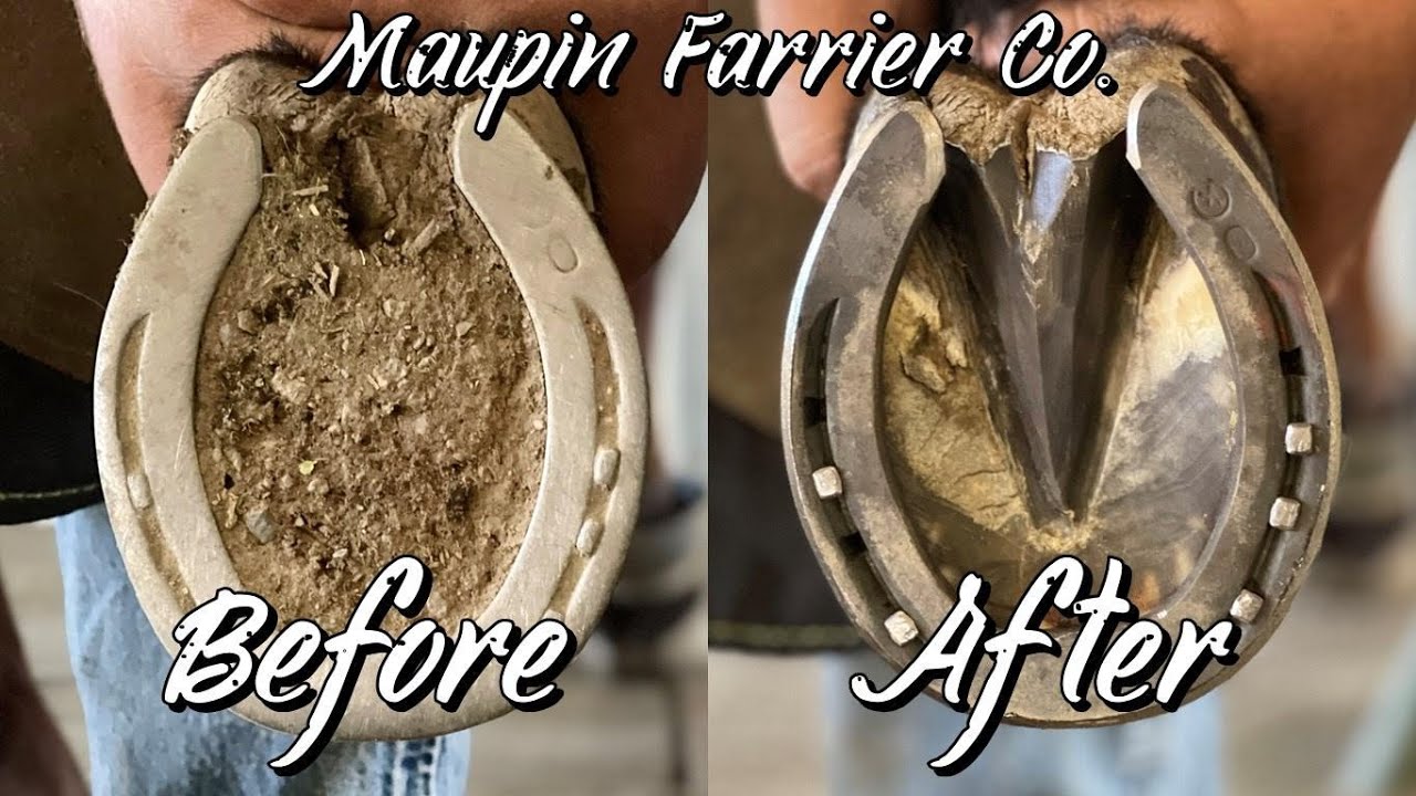 Hoof restoration and cleaning with farrier: ASMR satisfaction guaranteed