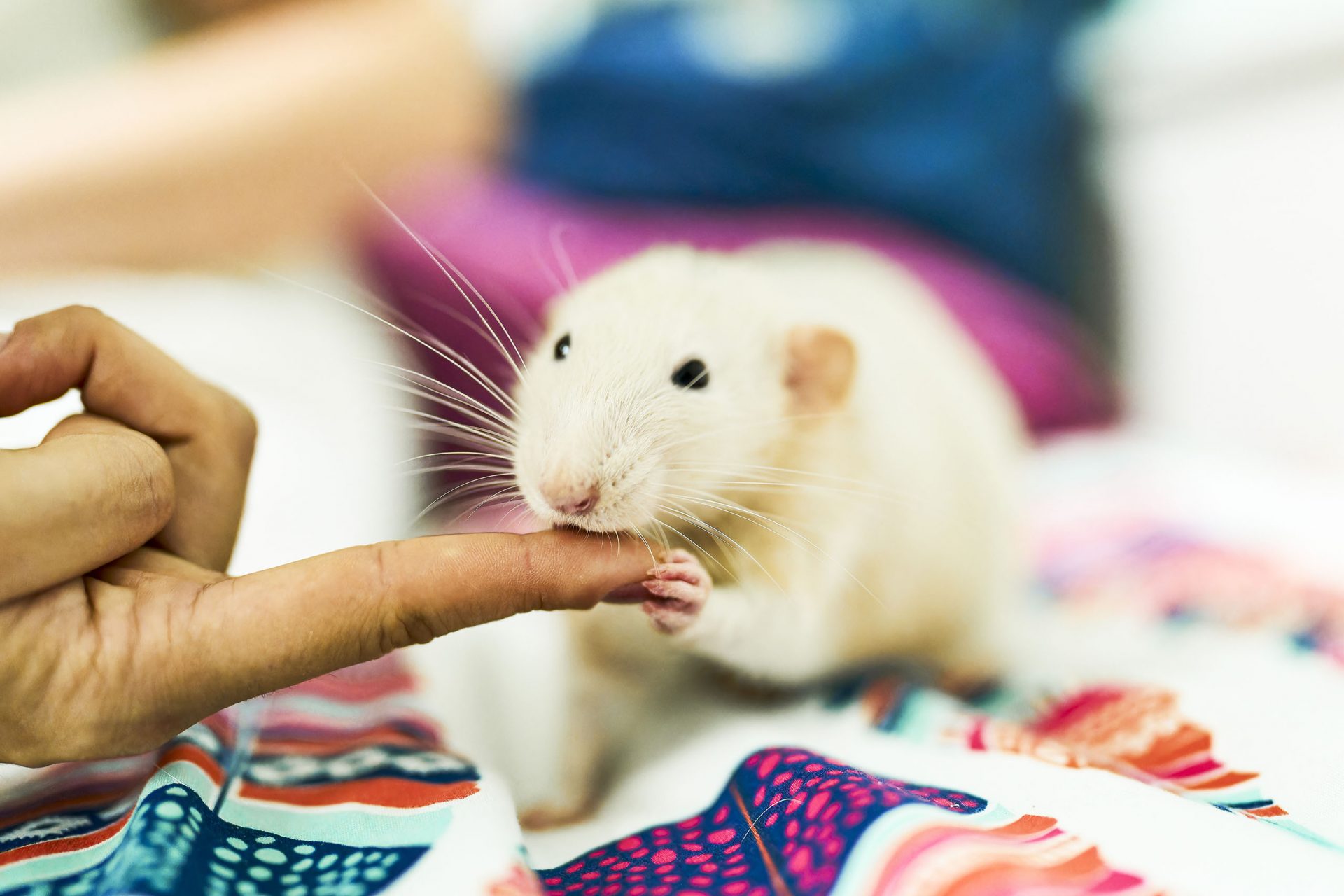 Scientific advances are edging closer to enabling tooth regeneration