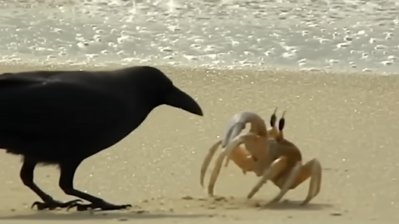 Watch What Happens When Crow Get Too Close to a Crab