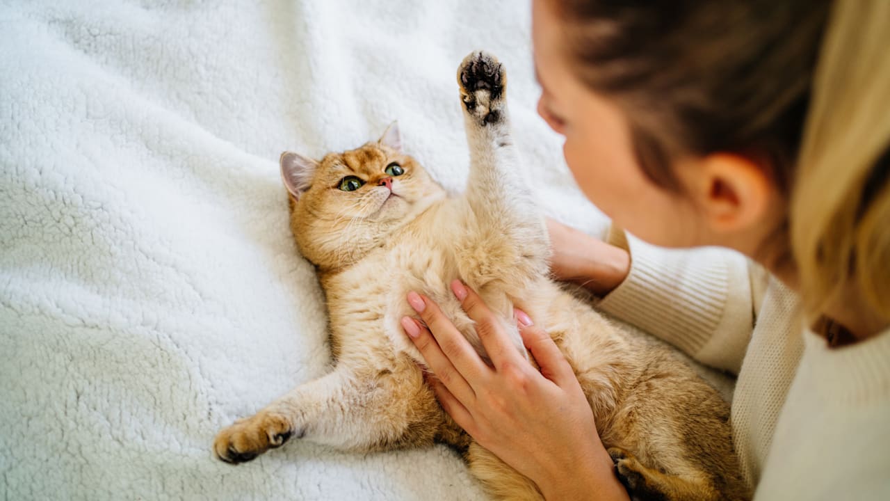 Fauchen und Protestpinkeln - 7 Verhaltensweisen, die Katzenhalter ...